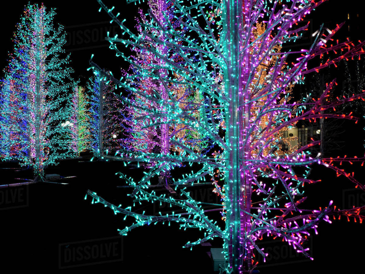 Sparkling forest of multi coloured lights trees installation at night ...