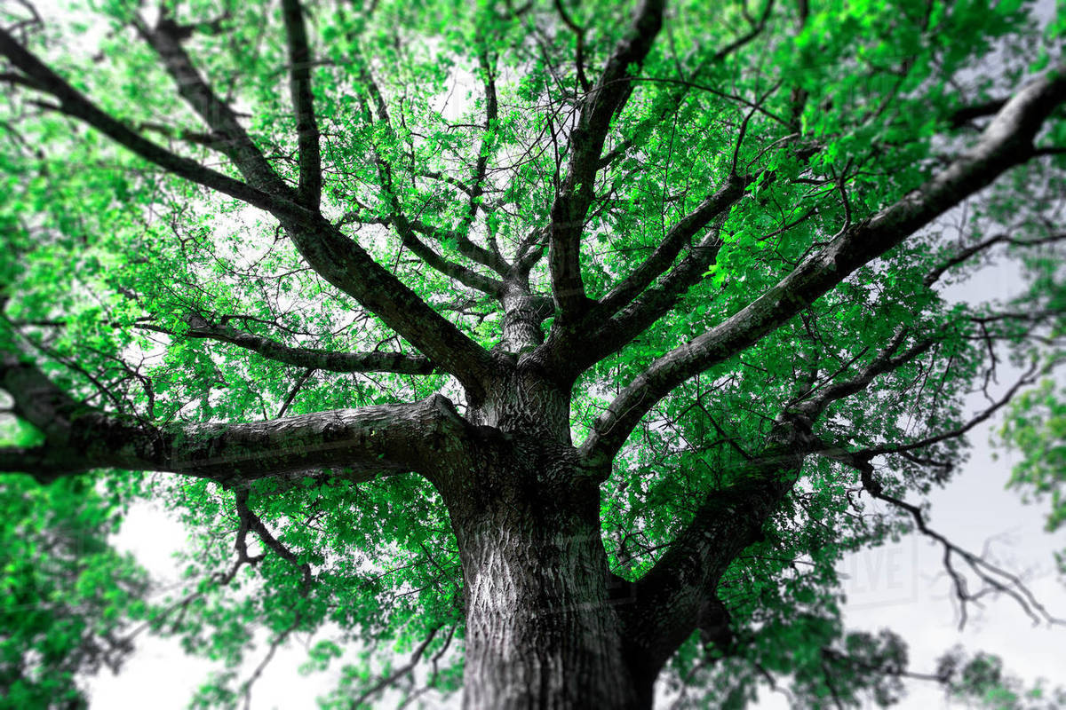 Large Oak Tree (Quercus robur) with lush foliage; Bear River, Nova ...