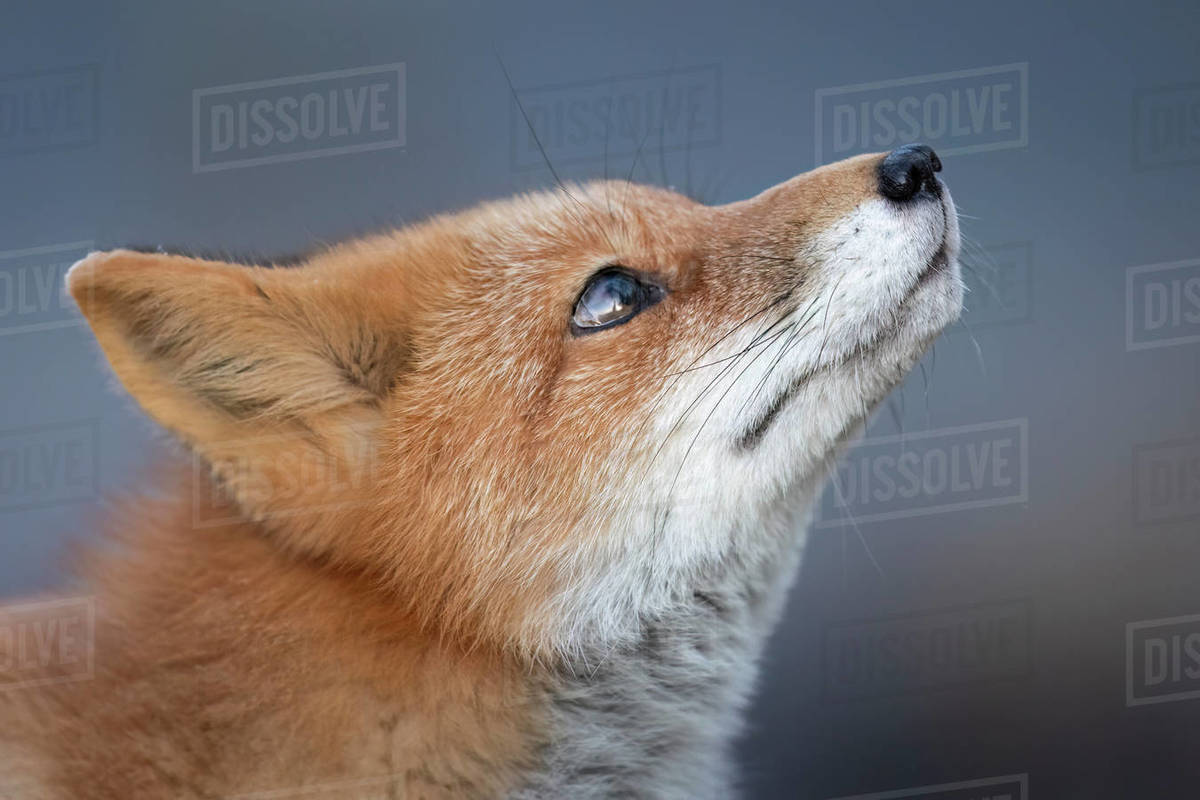 Close-up portrait of the profile of a red fox (Vulpes vulpes) looking ...