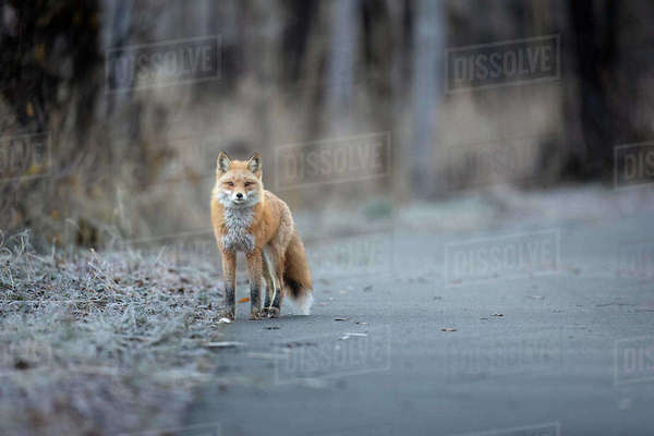 Portrait of a red fox (Vulpes vulpes) pausing to look at the camera on ...