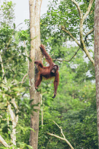 Ape hanging of a tree in the rainforest of Mount Halimun Salak National ...