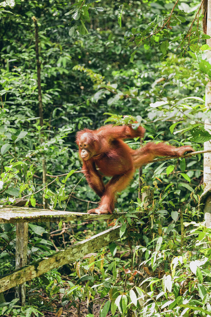 Ape climbing between tree and wooden platform in the rainforest of ...