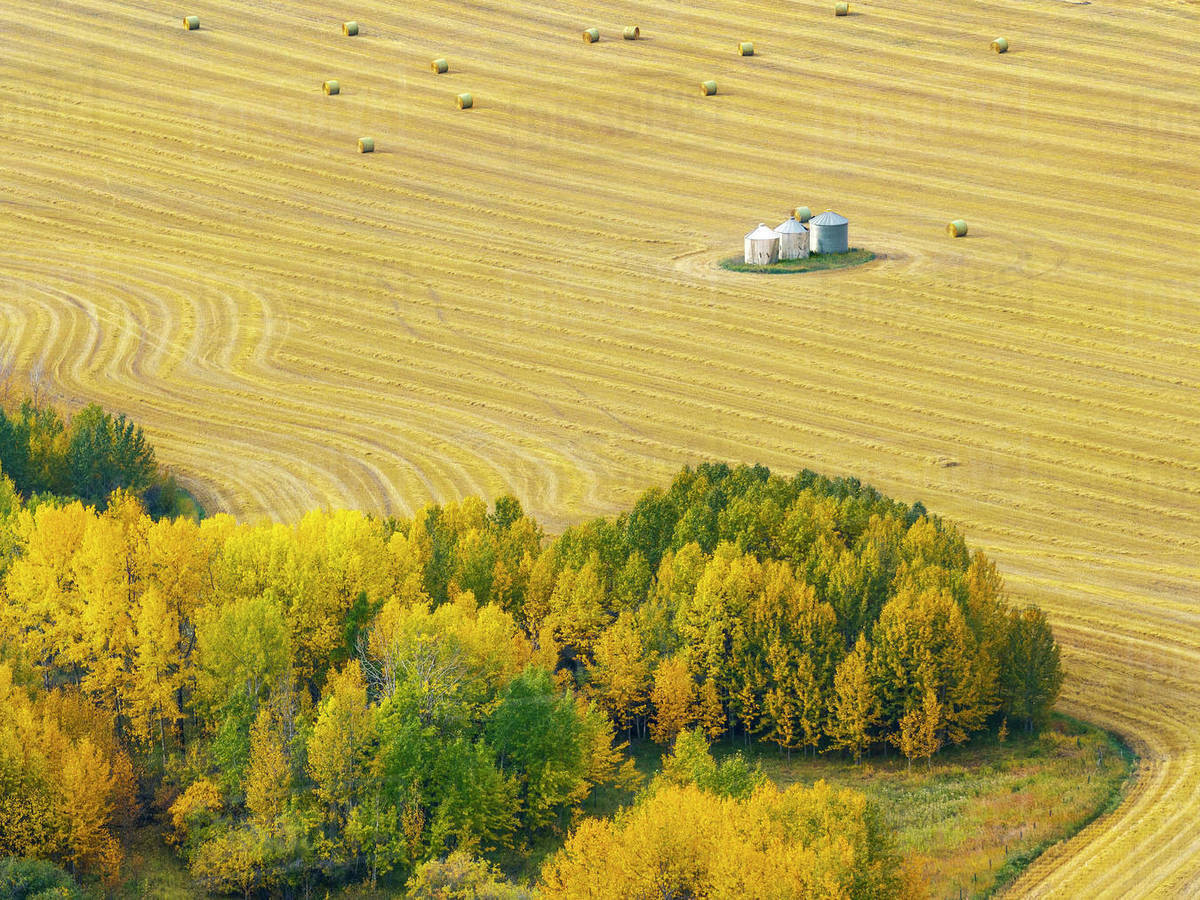 Aerial view of a cut golden grain field at harvest with colourful fall ...