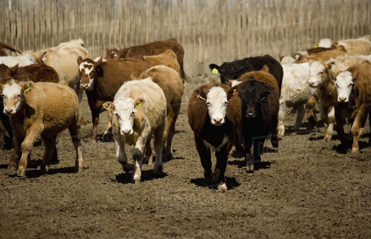 Cattle In Corral - Royalty-free Stock Photo | Dissolve