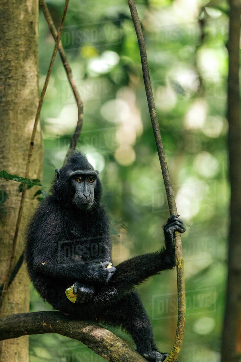 Celebes crested macaque (Macaca nigra) sitting and eating on a tree ...
