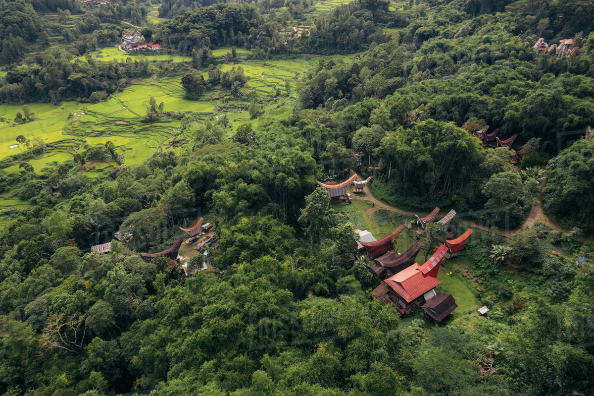 Aerial view of trees and Tongkonan, traditional ancestral houses of the ...