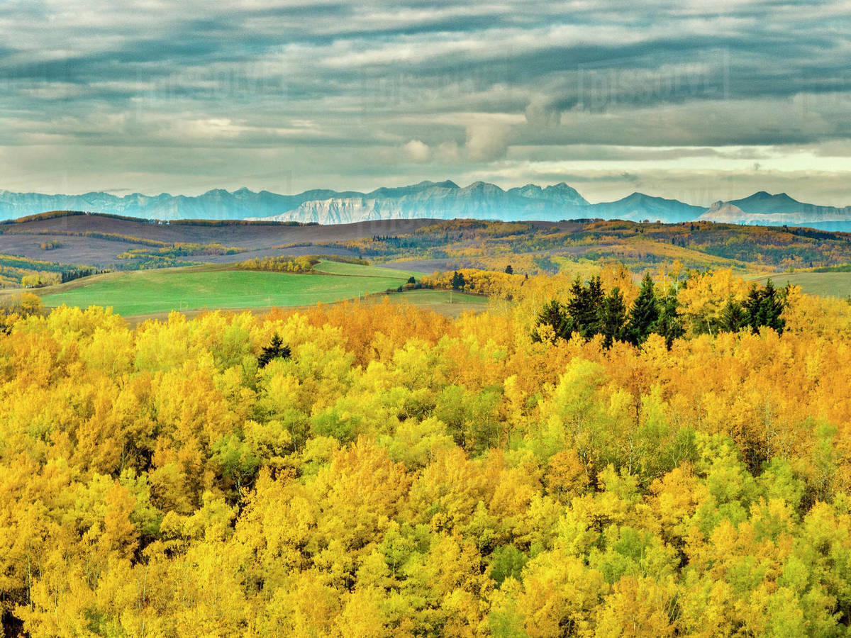 Aerial view of the glowing golden trees in the fall with rolling hills ...
