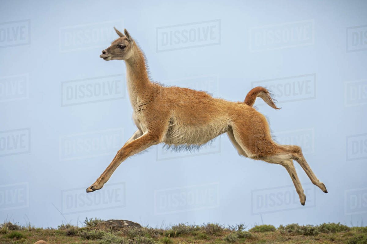 Guanaco (Lama guanicoe) jumps in the air along a hilltop horizon ...