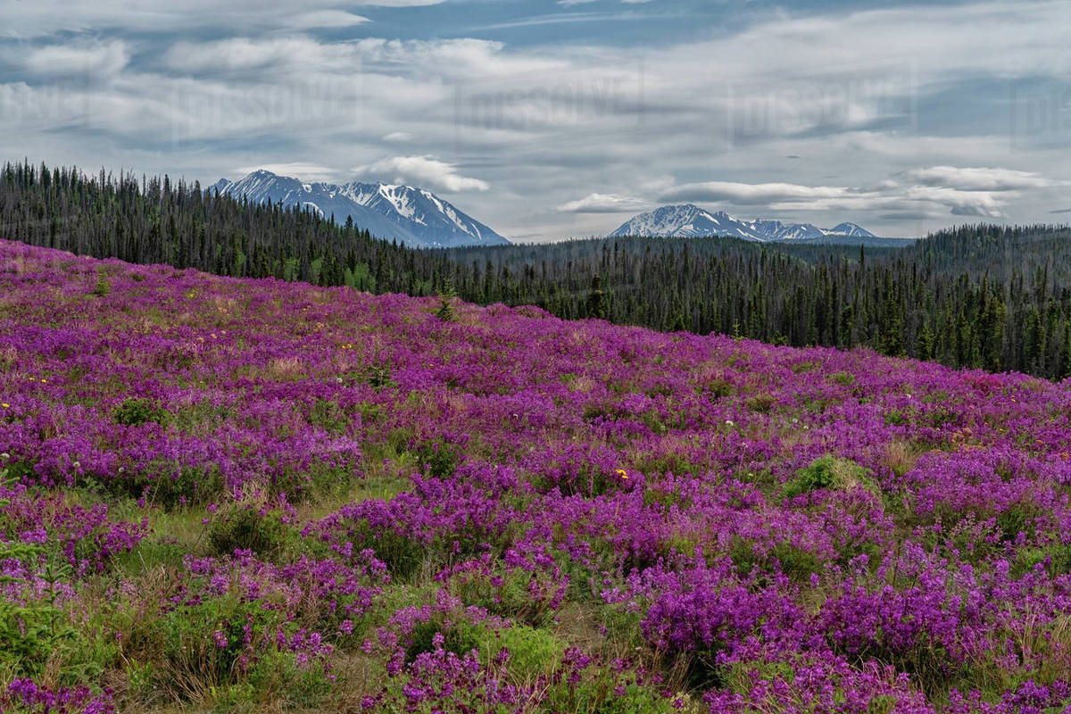 Purple flowers populate the roadside along the Alaska Highway heading ...