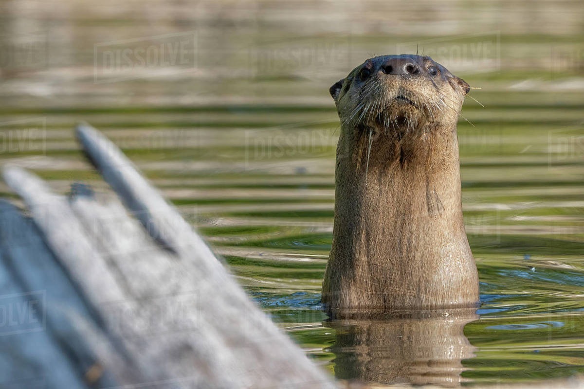 Wet River otter (Lonta canadensis) pops his head out of the water ...