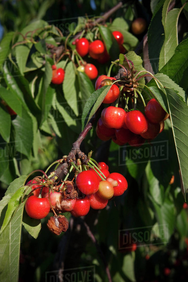 Agriculture - A cluster of mature Bing cherries affected by the plant ...