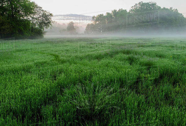 Fog rolling over a farm field at dawn;Ohio united states of america ...