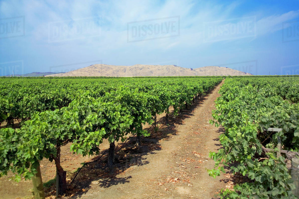 Agriculture - An Autumn Royal table grape vineyard in early summer with ...