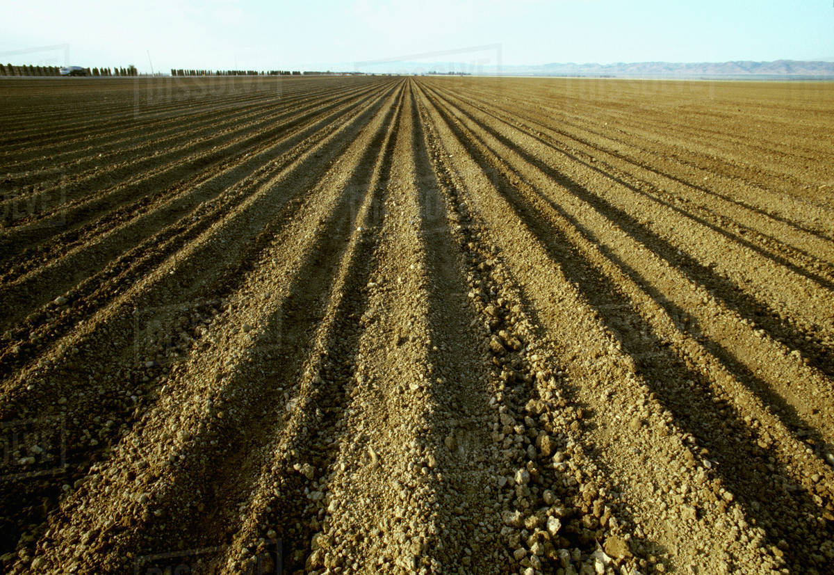 Agriculture - Field newly planted with cotton, prior to germination ...