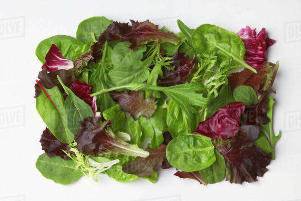 Agriculture - Spring mix consisting of arugula, baby green romaine ...