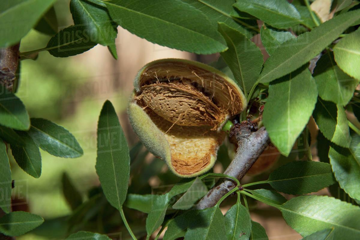 Agriculture - Closeup of a mature almond on the tree, still in the husk ...
