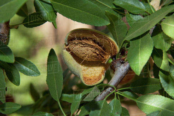 Agriculture - Closeup of a mature almond on the tree, still in the husk ...