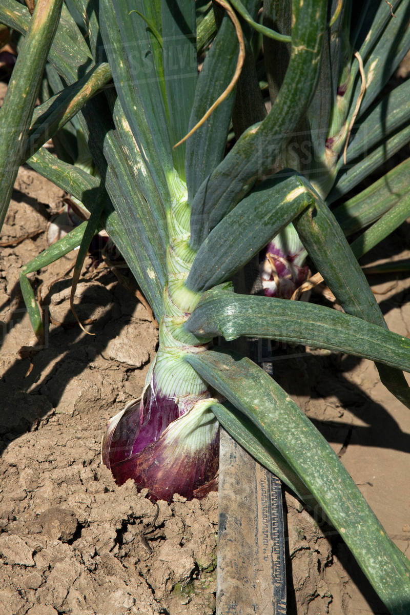 Agriculture - Closeup of a mature harvest ready red onion in the field ...