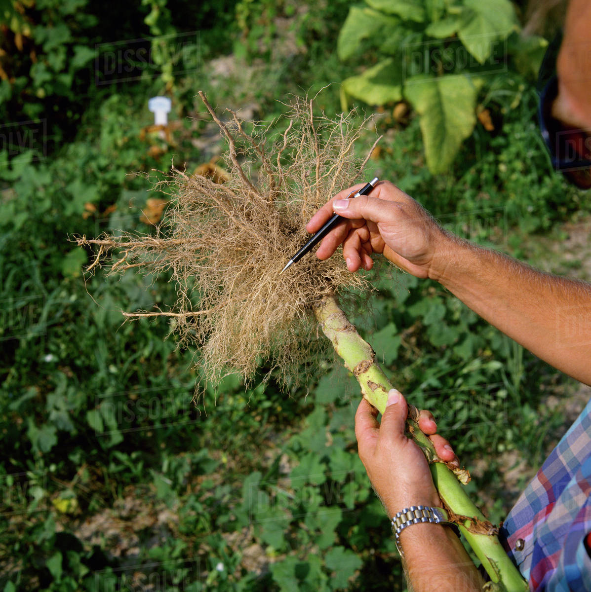 Agriculture - Crop disease, root system of a flue cured tobacco plant ...