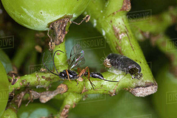 Agriculture - Beneficial insect; Ichneumonid wasp adult in a grape ...
