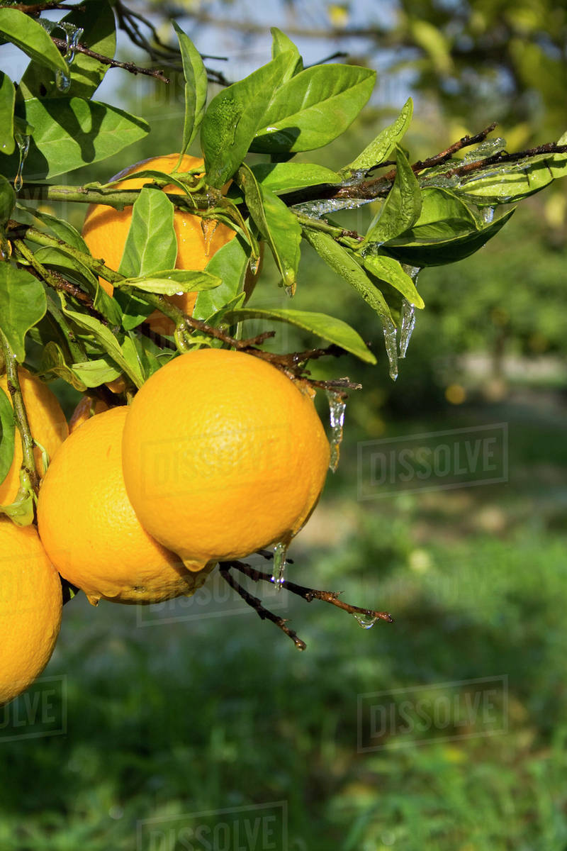 Agriculture - Closeup of Clementines on the tree with a coating of ice ...