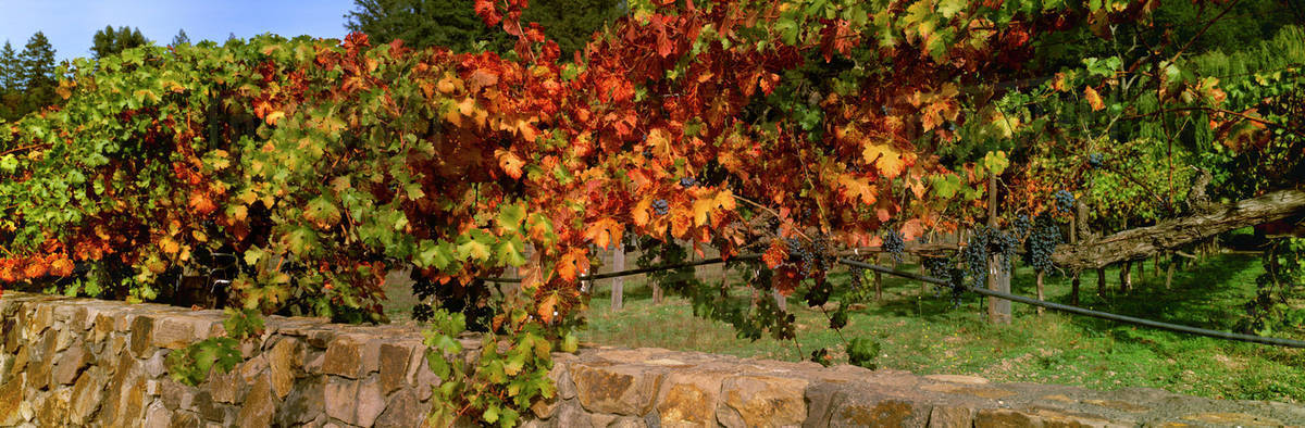 Agriculture - Red wine grapevines showing colored Autumn foliage and ...