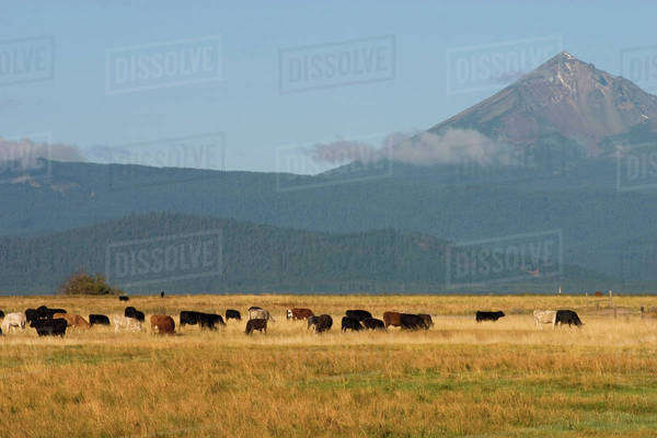 Livestock - Mixed breeds of beef cattle graze on an irrigated pasture ...