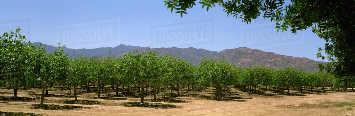 Agriculture - Pistachio orchard early in the growing season / Bowie ...