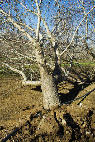 Agriculture - A toppled almond tree uprooted by heavy winds during a ...
