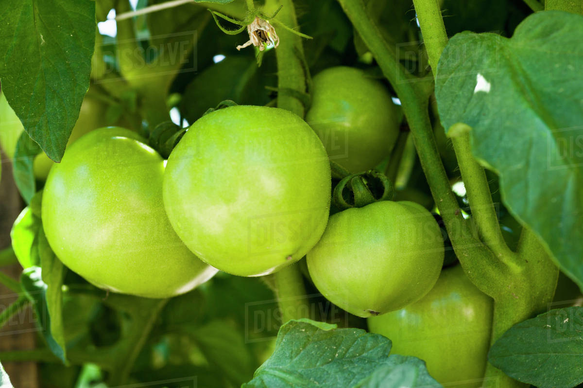 Agriculture - Closeup of a cluster of immature green fresh market ...