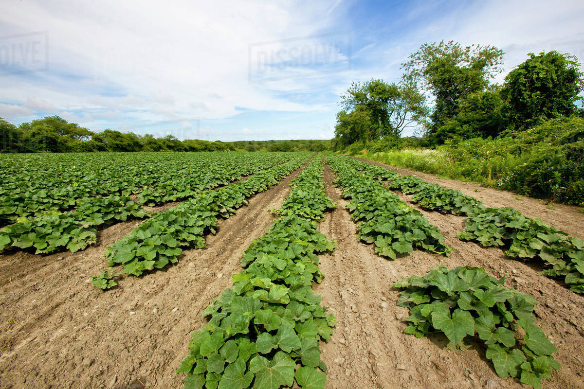 Agriculture - Rows of squash plants at a local family produce farm ...