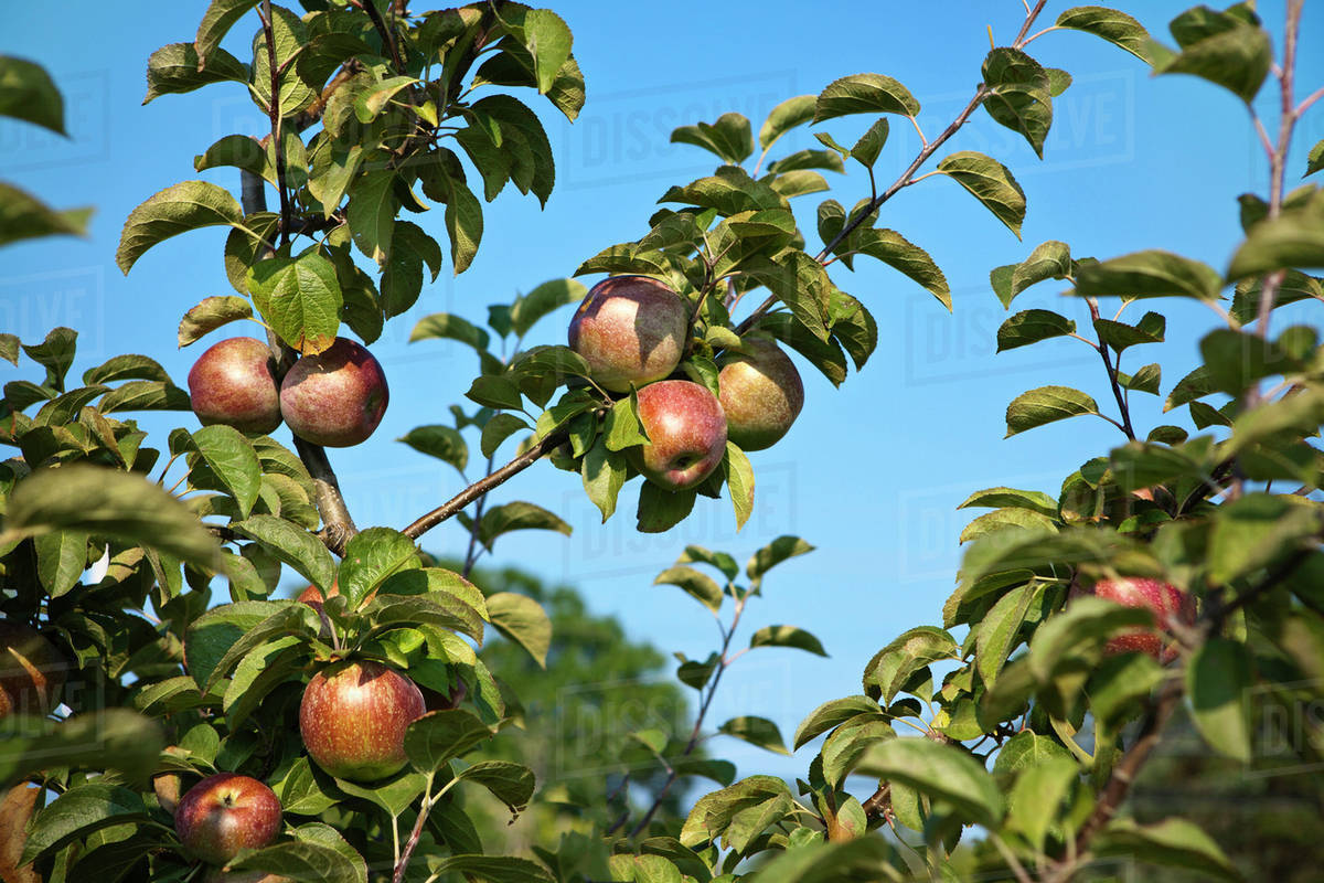 Agriculture - Mature Macouns apples on the tree, ready for harvest ...