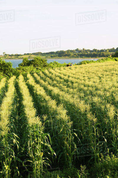 Agriculture - Field of mature sweet corn plants in afternoon sunlight ...