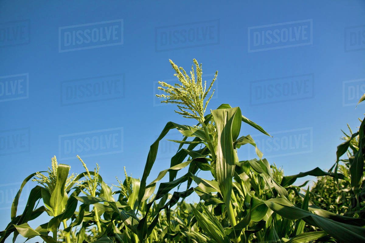 Agriculture - Looking up at mature tassels of mid growth sweet corn ...