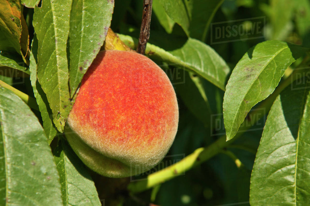 Agriculture - A mature peach on the tree ready for harvest at a local ...