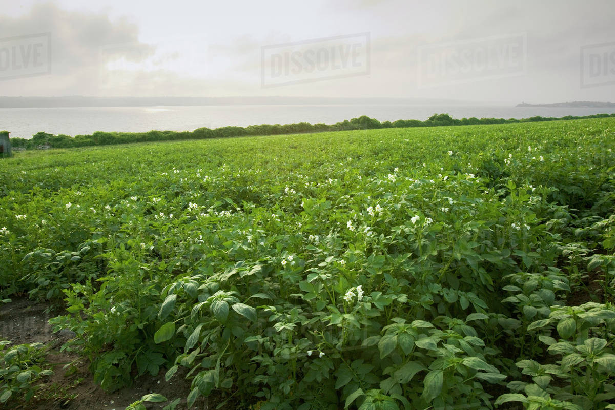 Agriculture - Field of mid growth blooming potato plants at a local ...