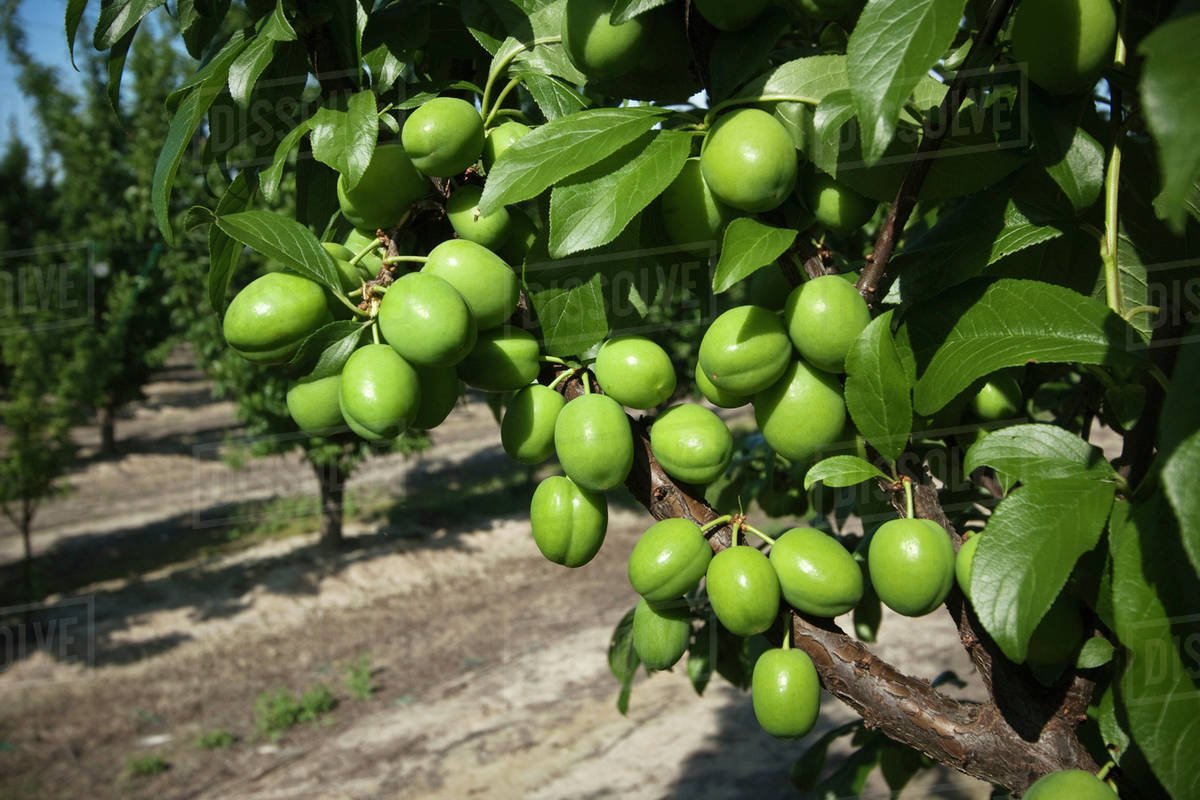 Agriculture - Heavy set of immature plums on the tree, before thinning ...