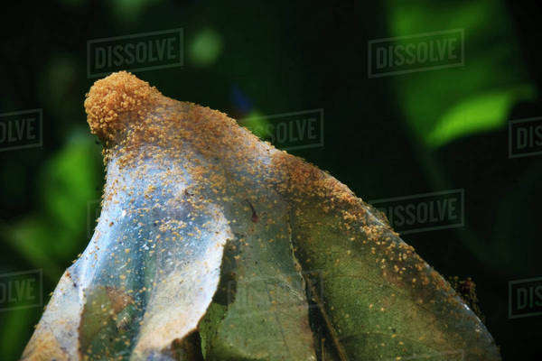 Agriculture - Closeup of Pacific Spider Mites (Tetranychus pacificus ...