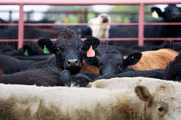 Livestock - Mixed breeds of beef cattle bunched up in a catch pen ...