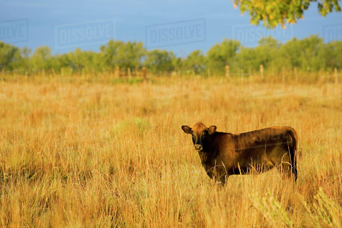 Livestock - A crossbred beef cow on a dry native prairie pasture ...