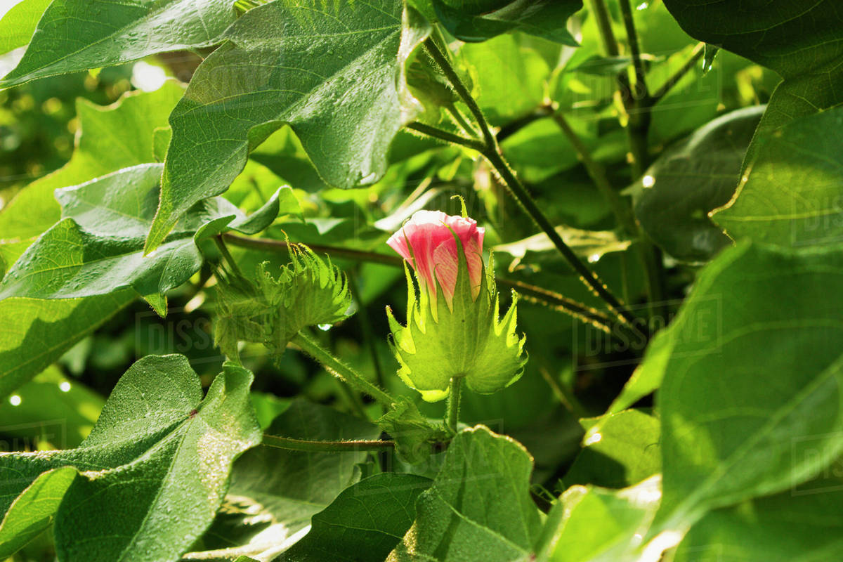Agriculture - Closeup of a red cotton blossom and foliage in mid Summer ...