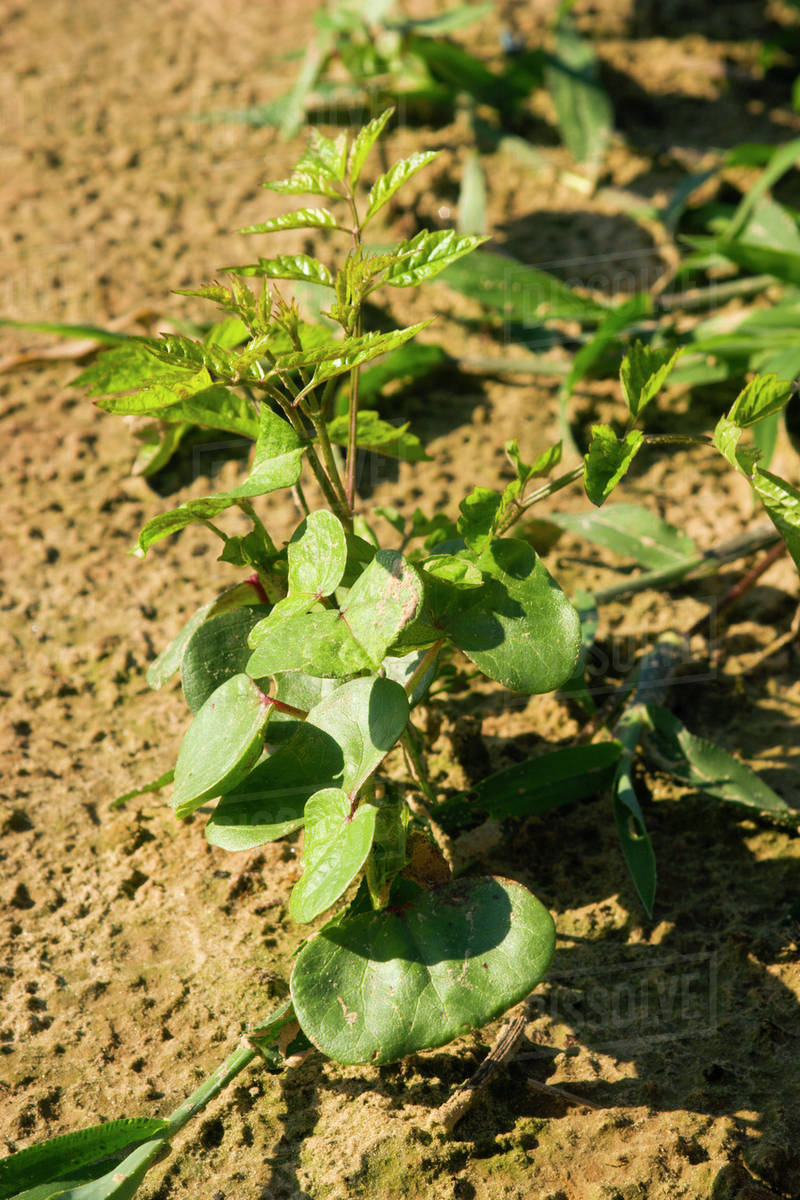 Agriculture - Weeds, Trumpet Creeper (Campsis radicans) young plant ...