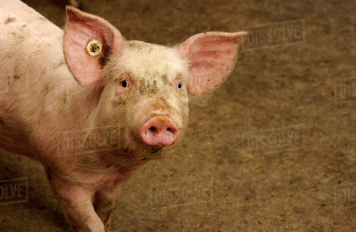 Livestock - A curious young hog in a hog confinement facility / Iowa ...