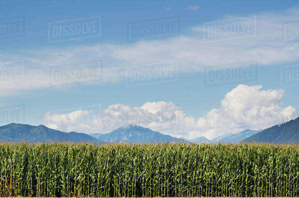 A corn field and the swiss alps in the background;Locarno ticino ...
