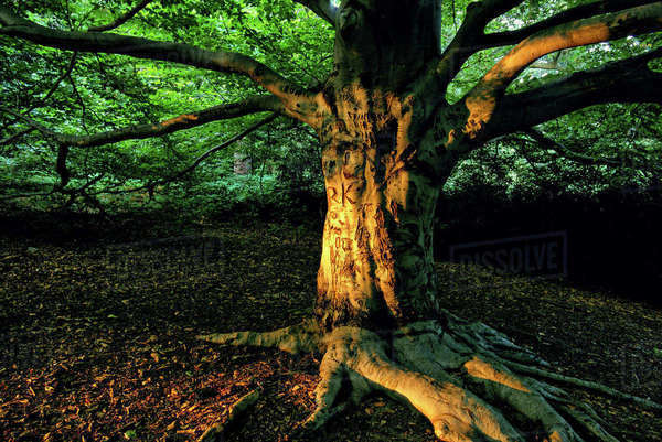 Sunlight illuminates years of graffiti carved into a beech tree. This ...