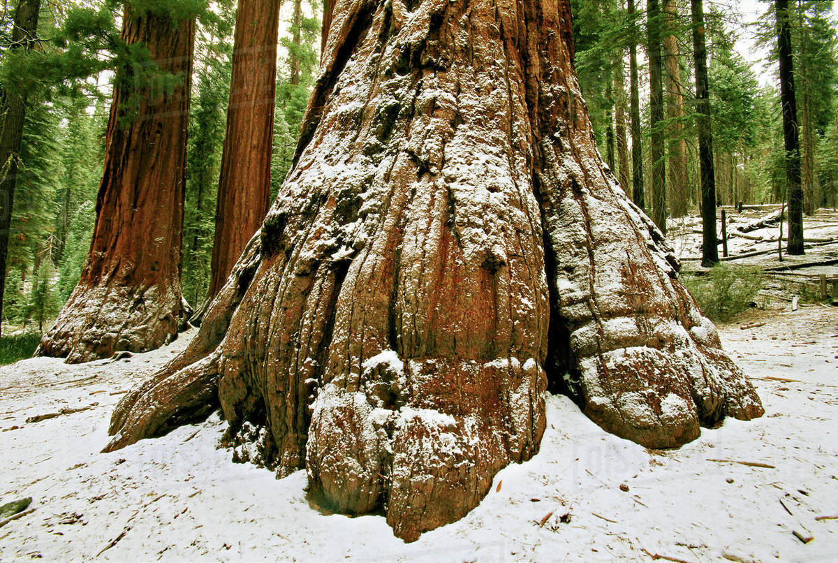 Snow dusted Giant sequoia tree (sequoiadendron giganteum) in the southern portion of Yosemite ...