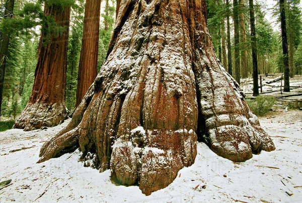 Snow dusted Giant sequoia tree (sequoiadendron giganteum) in the ...