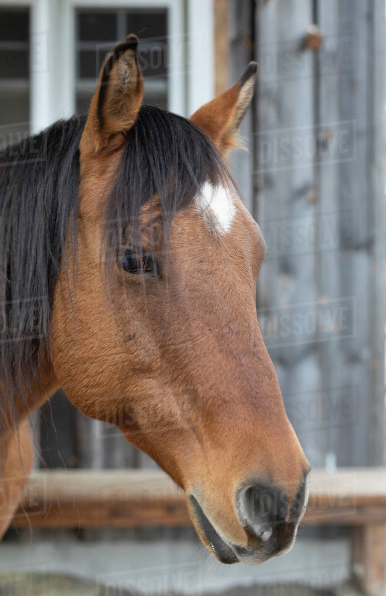 Close-up portrait of a bay, horse (Equus ferus caballus) on a farm ...