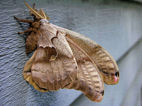 Polyphemus moth (Antheraea polyphemus) resting on the siding of a ...