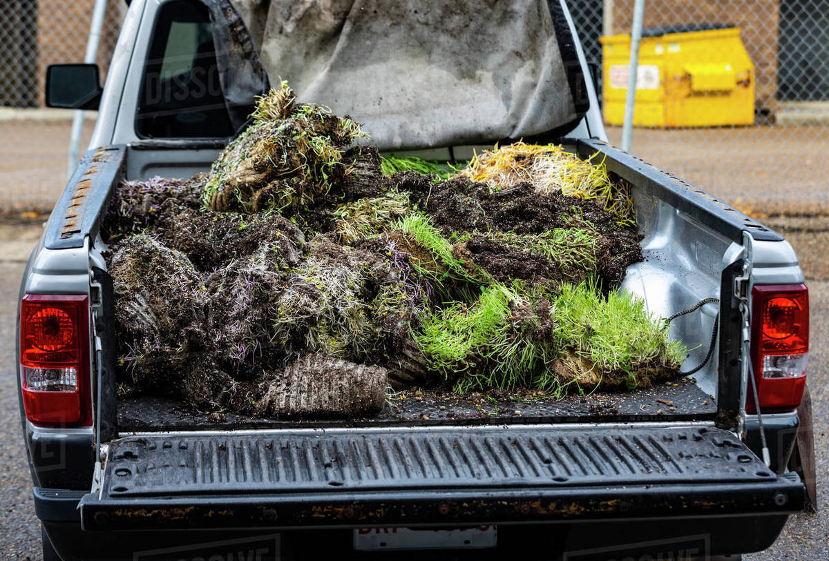 Disposing organic waste into the cargo bed of a pickup truck at a ...